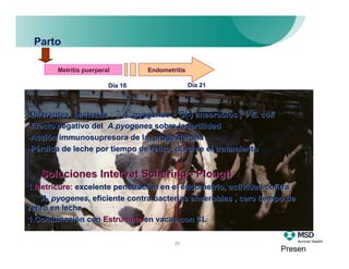 Manejo farmacologico de la metritis y endometritis bovina fp | PDF