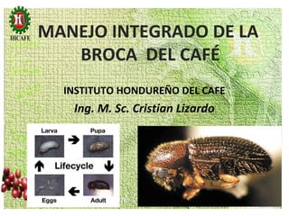 Manejo integrado de broca del cafe | PPT