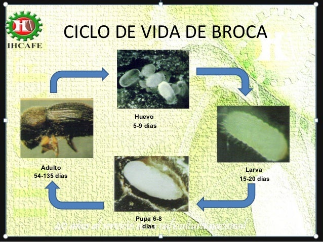 Manejo integrado de broca del cafe