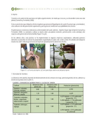 Manejo integral de_cultivo_de_sanda_citrillus_lanatus | PDF