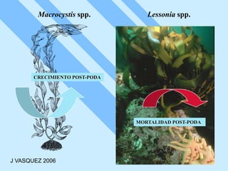 Manejo Pesquero De Macroalgas | PPTX