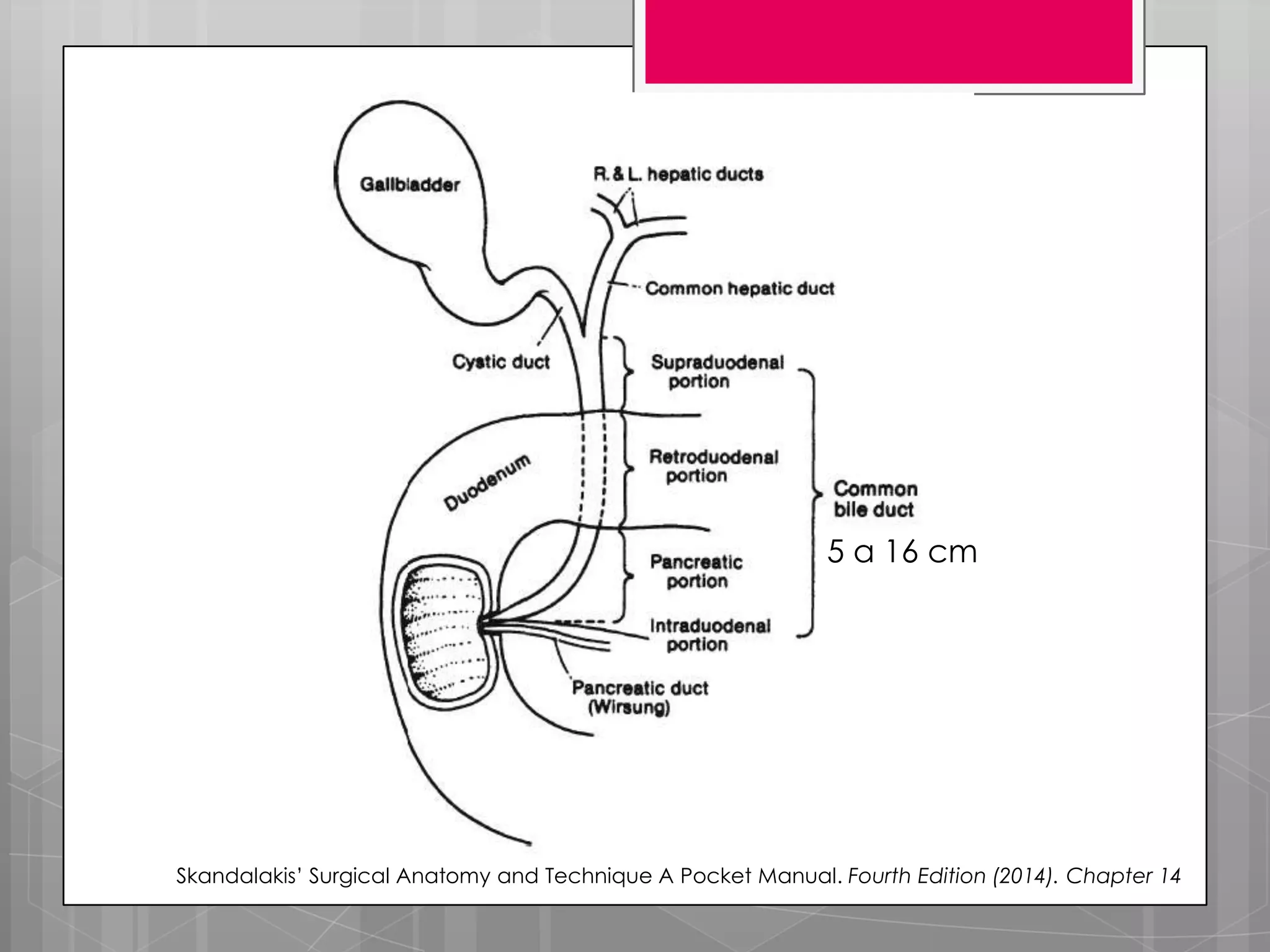 colangiografia intraoperatoria - exploración de vias biliares abierta y ...