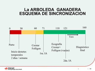 Manejo reproductivo de ganado doble proposito | PDF