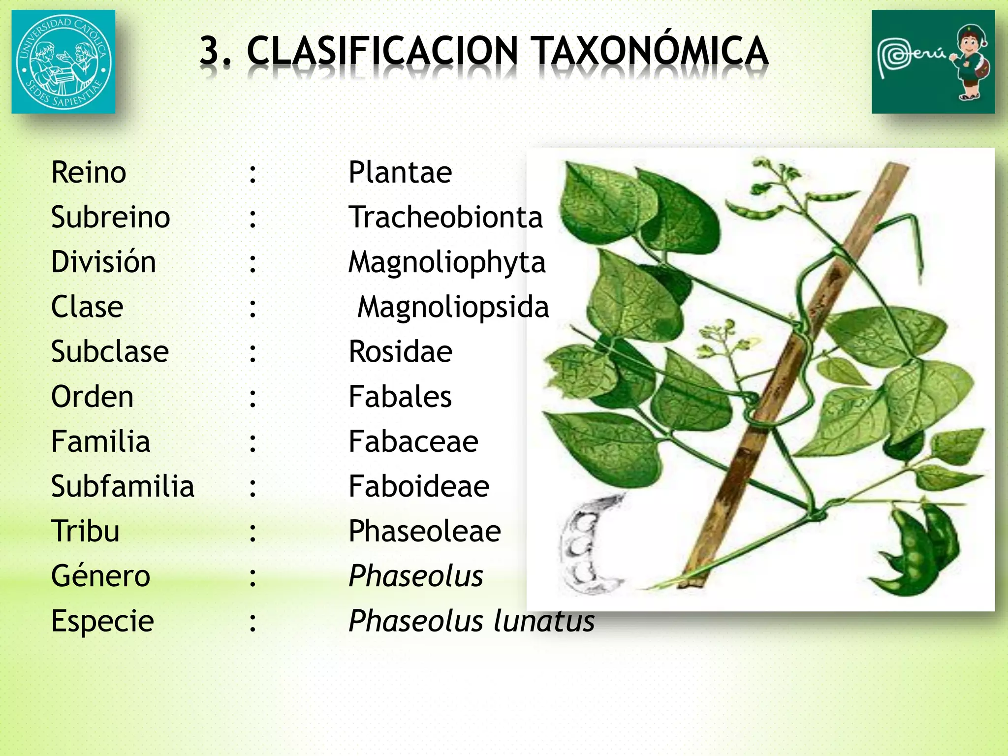 Manejo Técnico del Pallar - Heber Luna UCSS | PDF