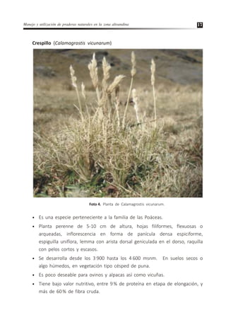 Manejo_utilización_praderas_naturales (3).pdf
