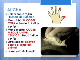 Manejo y Vía de Adm. de Aanimales | PPTX