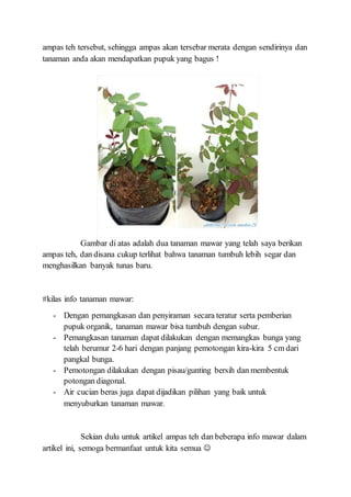 Manfaat ampas teh untuk tanaman | DOCX