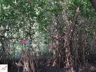 Mangalavanam Bird Sanctuary | PPT
