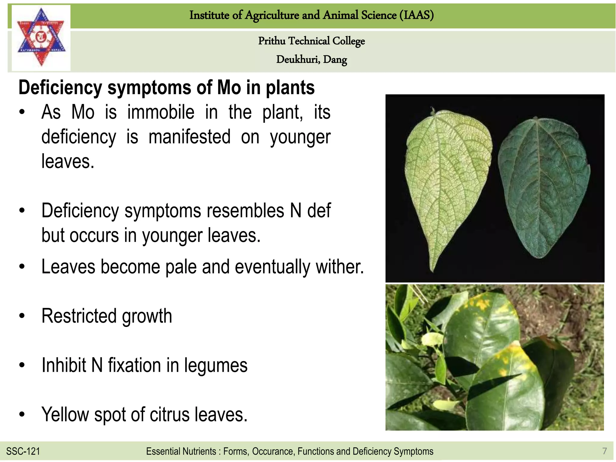 Functions and deficiency of Manganese and molybednum | PPTX