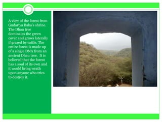 Mangarbani: Delhi’s last sacred forest grove | PPT