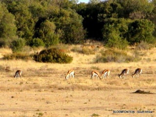 MANGAUNG - BLOEMFONTEIN - South Africa | PPT