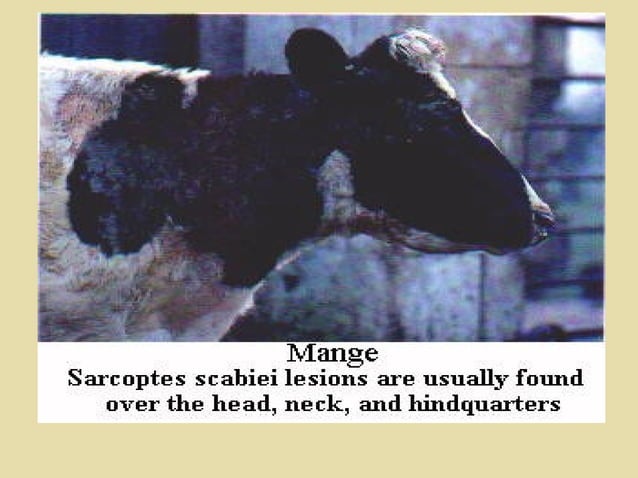 Mange | PPS | Skin and Dermatology | Diseases and Conditions