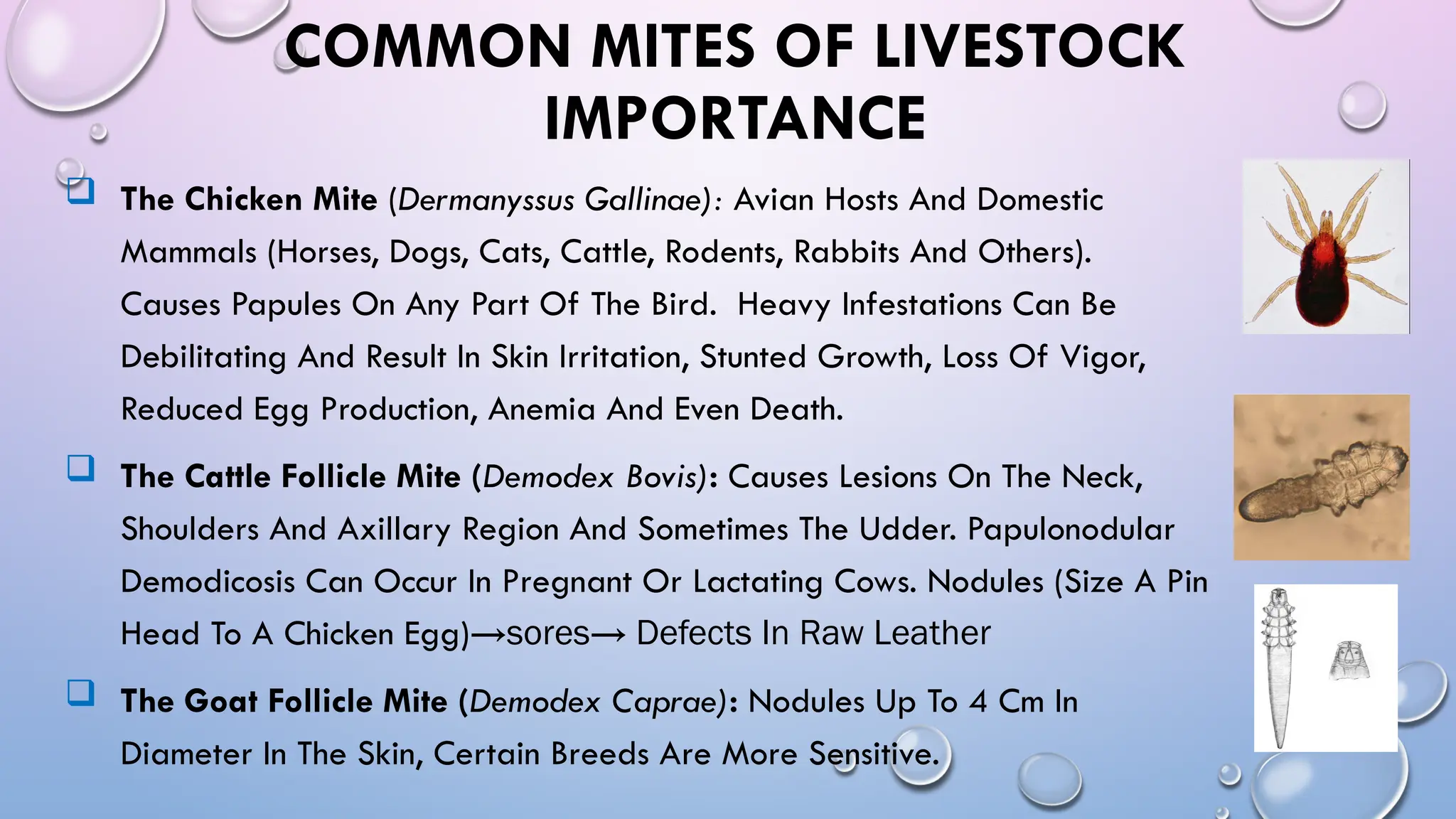 Mange, Mites, Ticks, Tick fever. Diagnosis, and treatment | PPTX