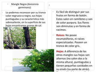 Manglares | ODP