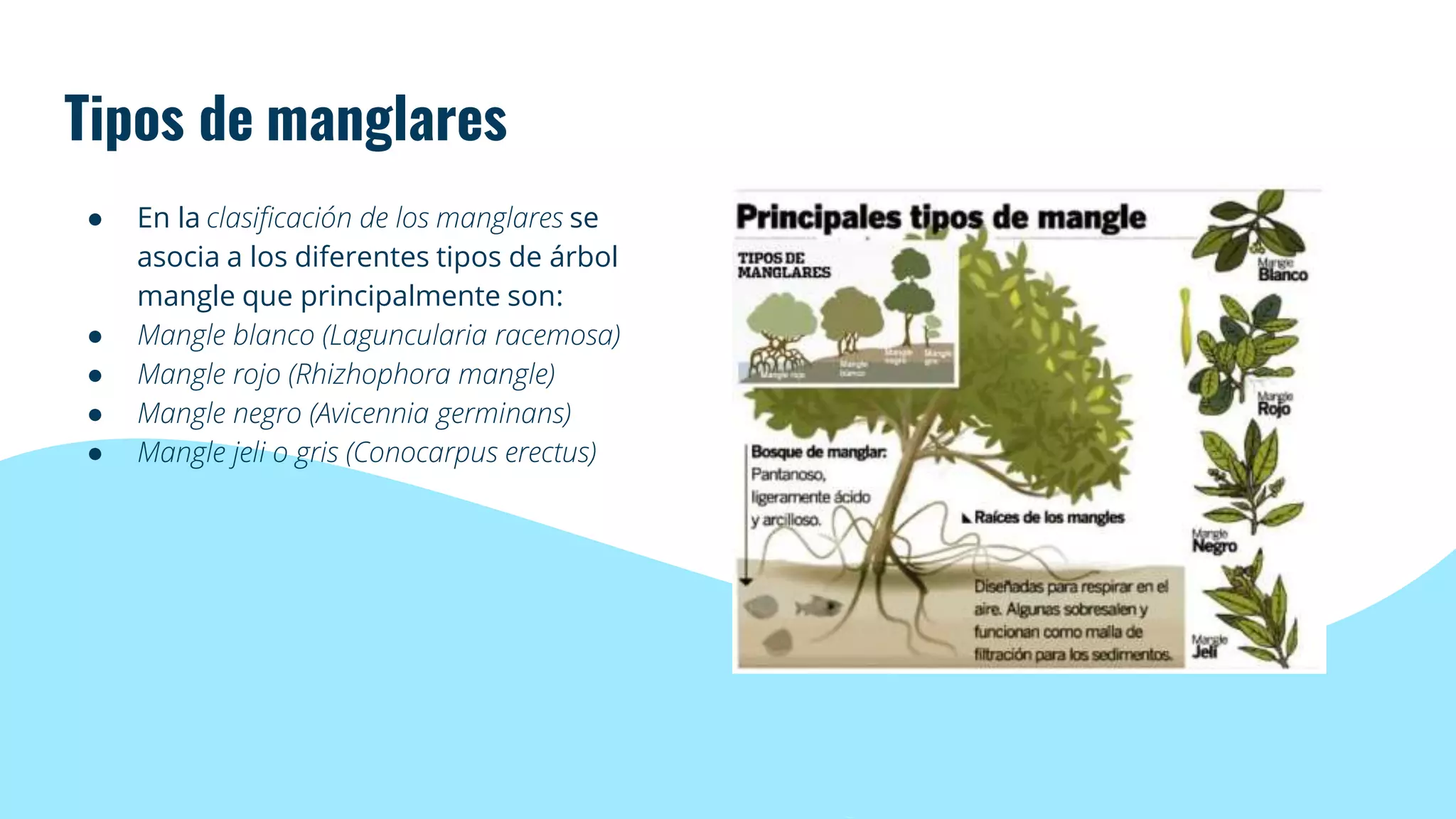 Manglares | PPTX