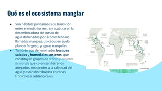 Manglares | PPTX