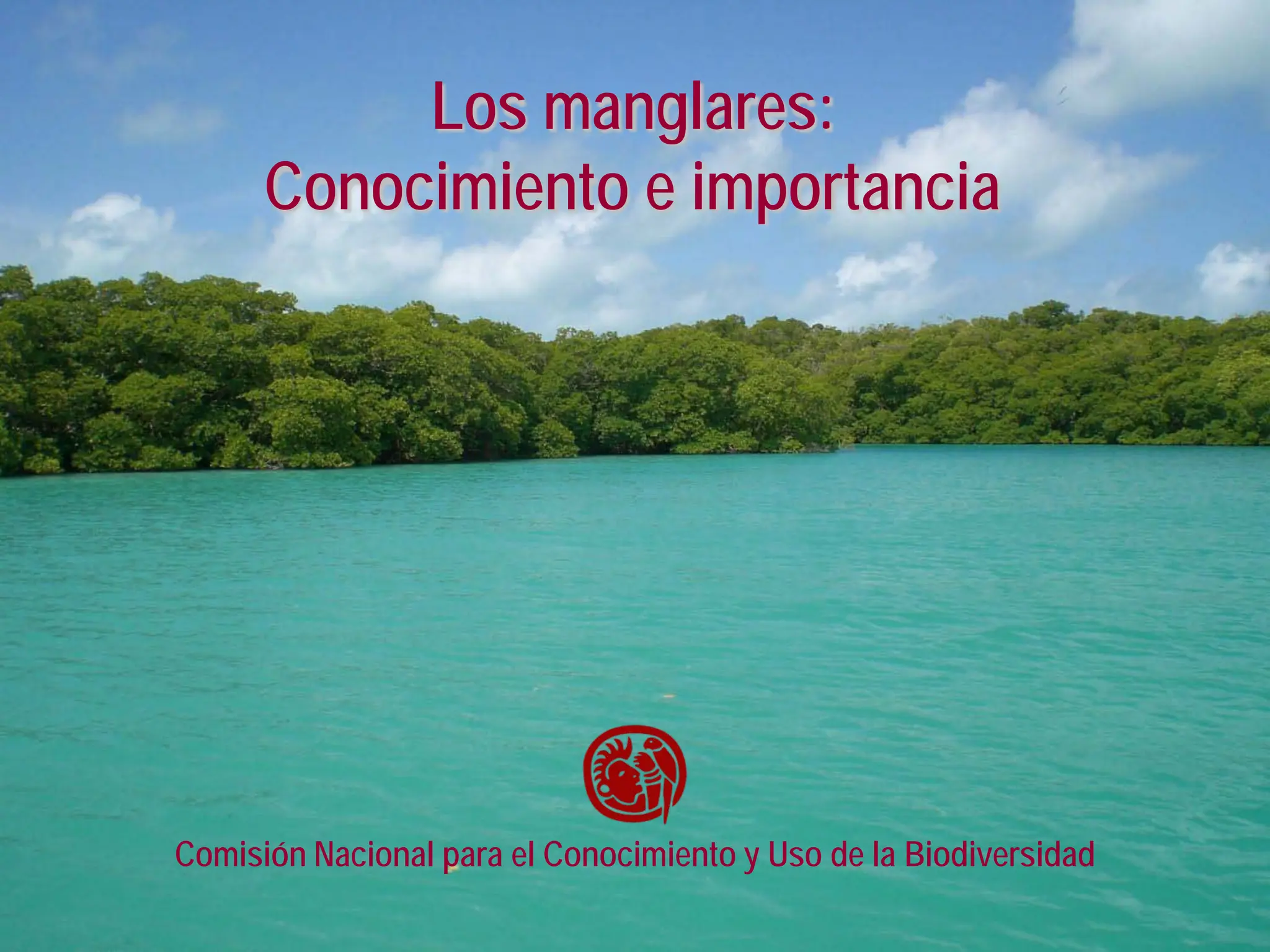 Los Manglares, su importancia y conocimien | PPT