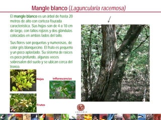 Los Manglares, su importancia y conocimien | PDF