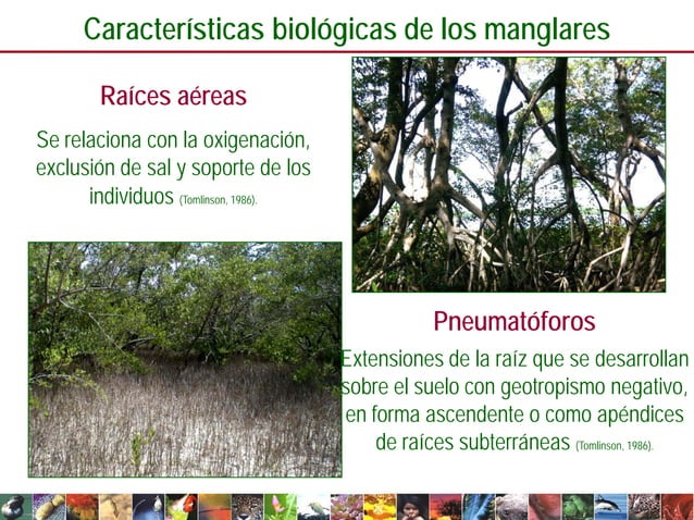 Los Manglares, su importancia y conocimien | PPT