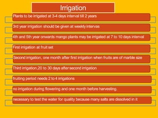 Supply chain of Mango. | PPTX