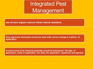 Supply chain of Mango. | PPTX