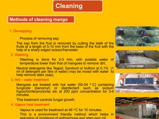 Supply chain of Mango. | PPTX