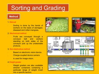Supply chain of Mango. | PPTX