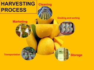 Supply chain of Mango. | PPTX
