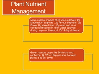 Supply chain of Mango. | PPTX