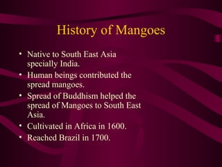 Mango | PPT