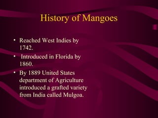 Mango | PPT