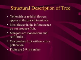 Mango | PPT