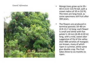 Mango | PPTX