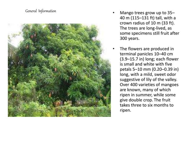 Mango | PPTX