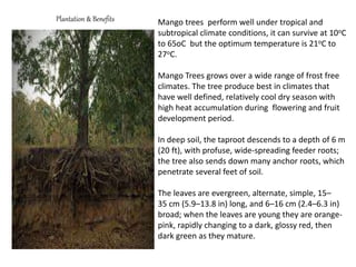 Mango | PPTX