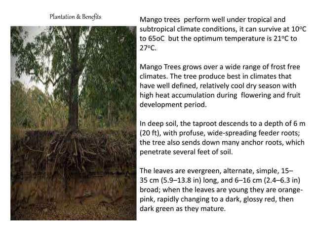 Mango | PPTX