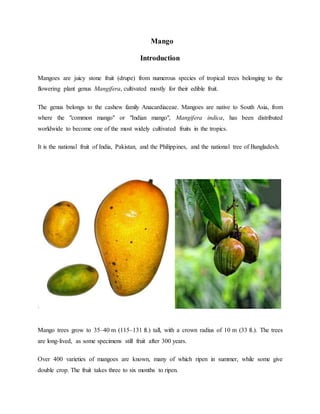 Mango | PDF