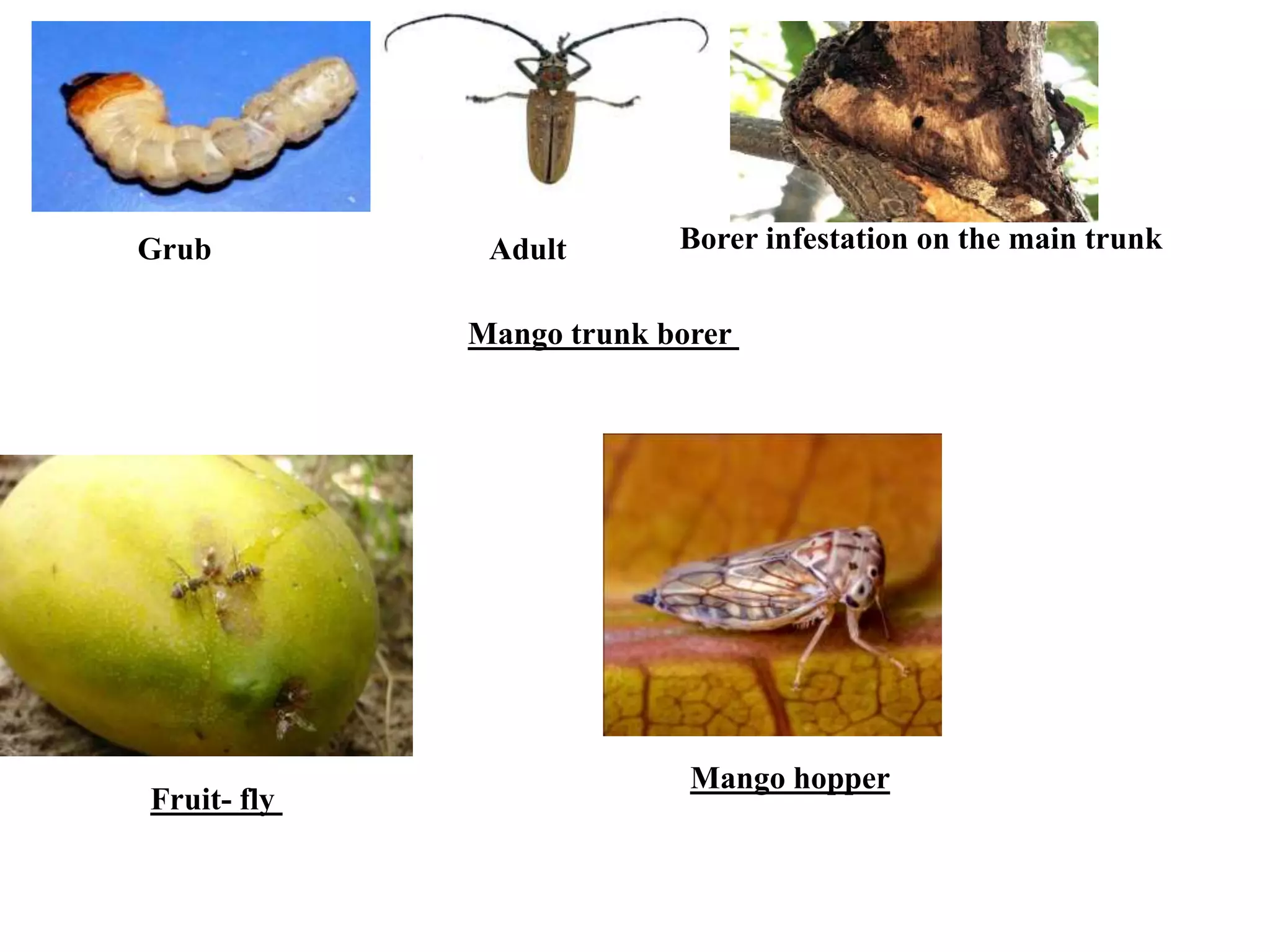 Mango: An Overview | PPTX