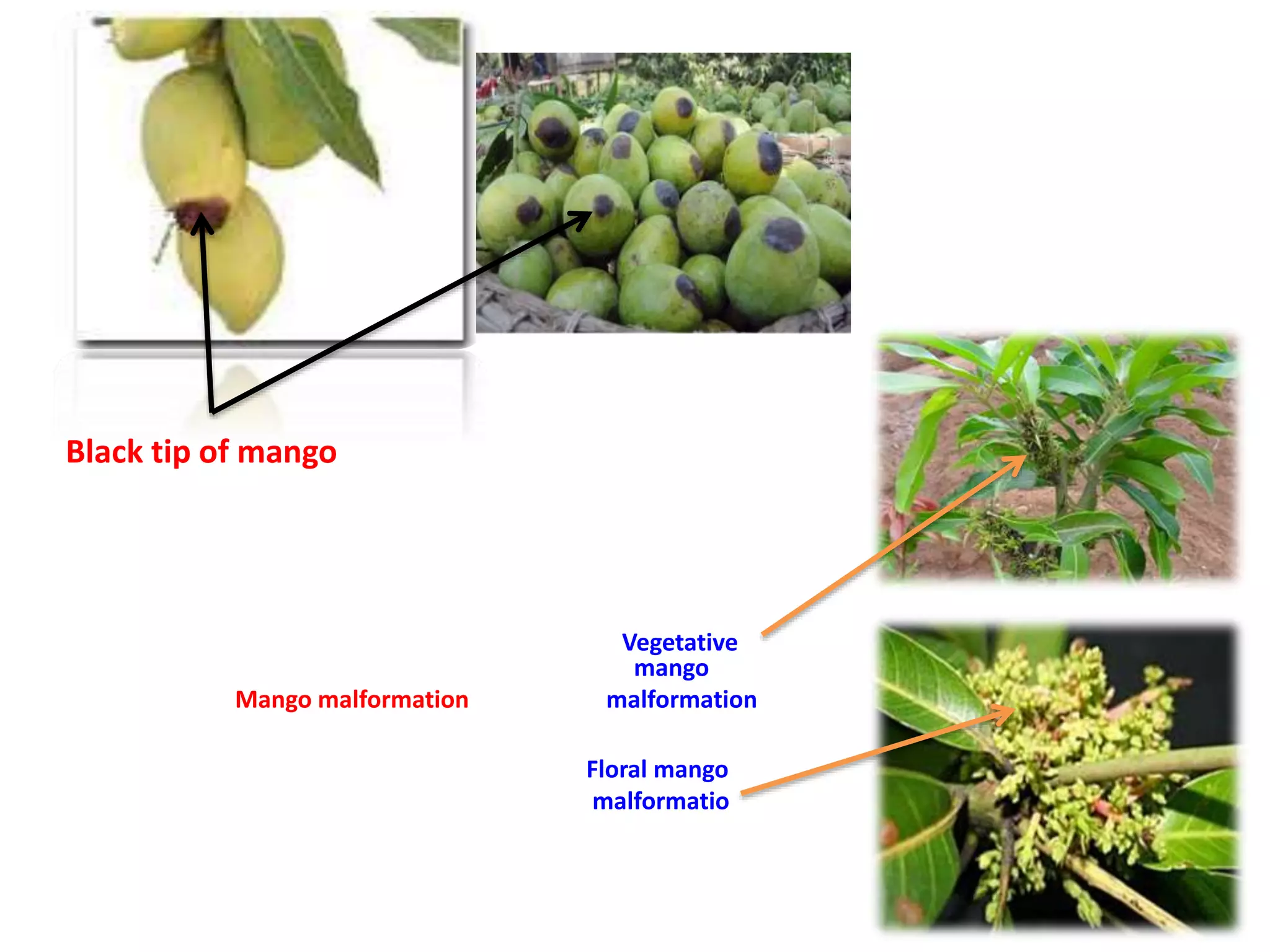 Mango: An Overview | PPTX