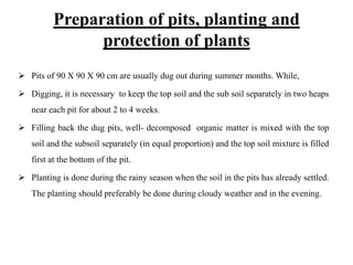 Mango: An Overview | PPTX