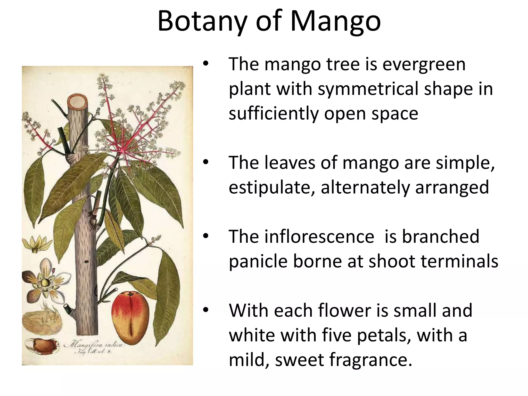 Mango crop description uses production | PPT