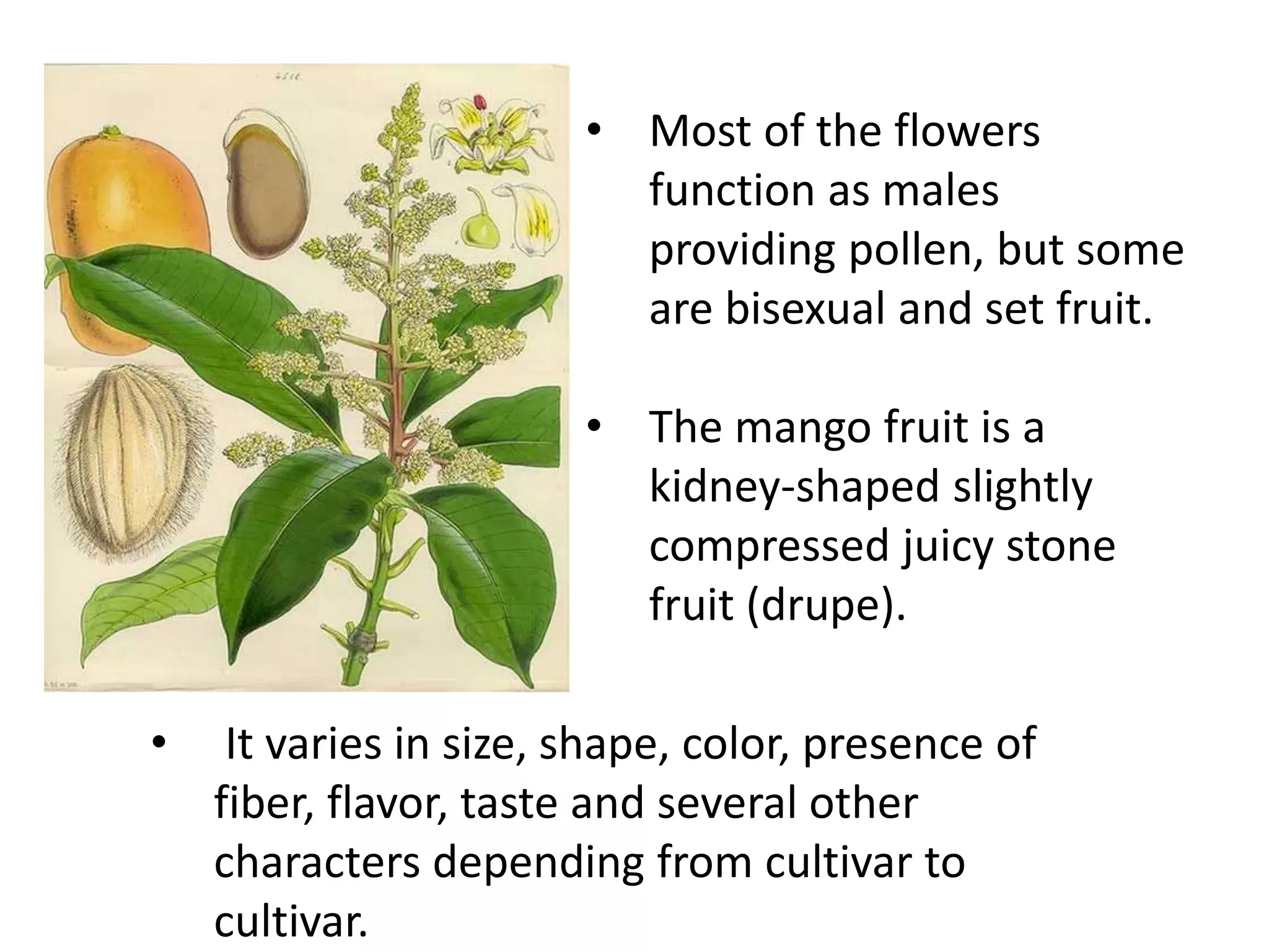 Mango crop description uses production | PPT