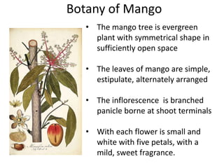 Mango crop description uses production | PPT