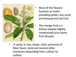Mango crop description uses production | PPT