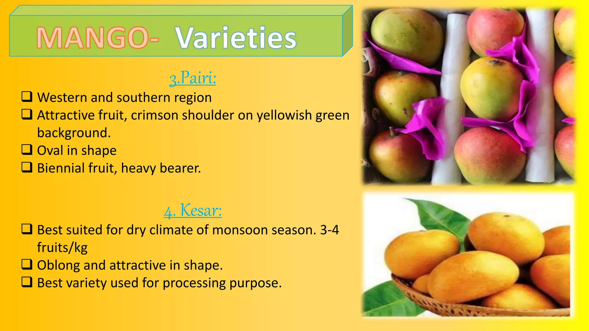 Mango cultivation practices | PPTX