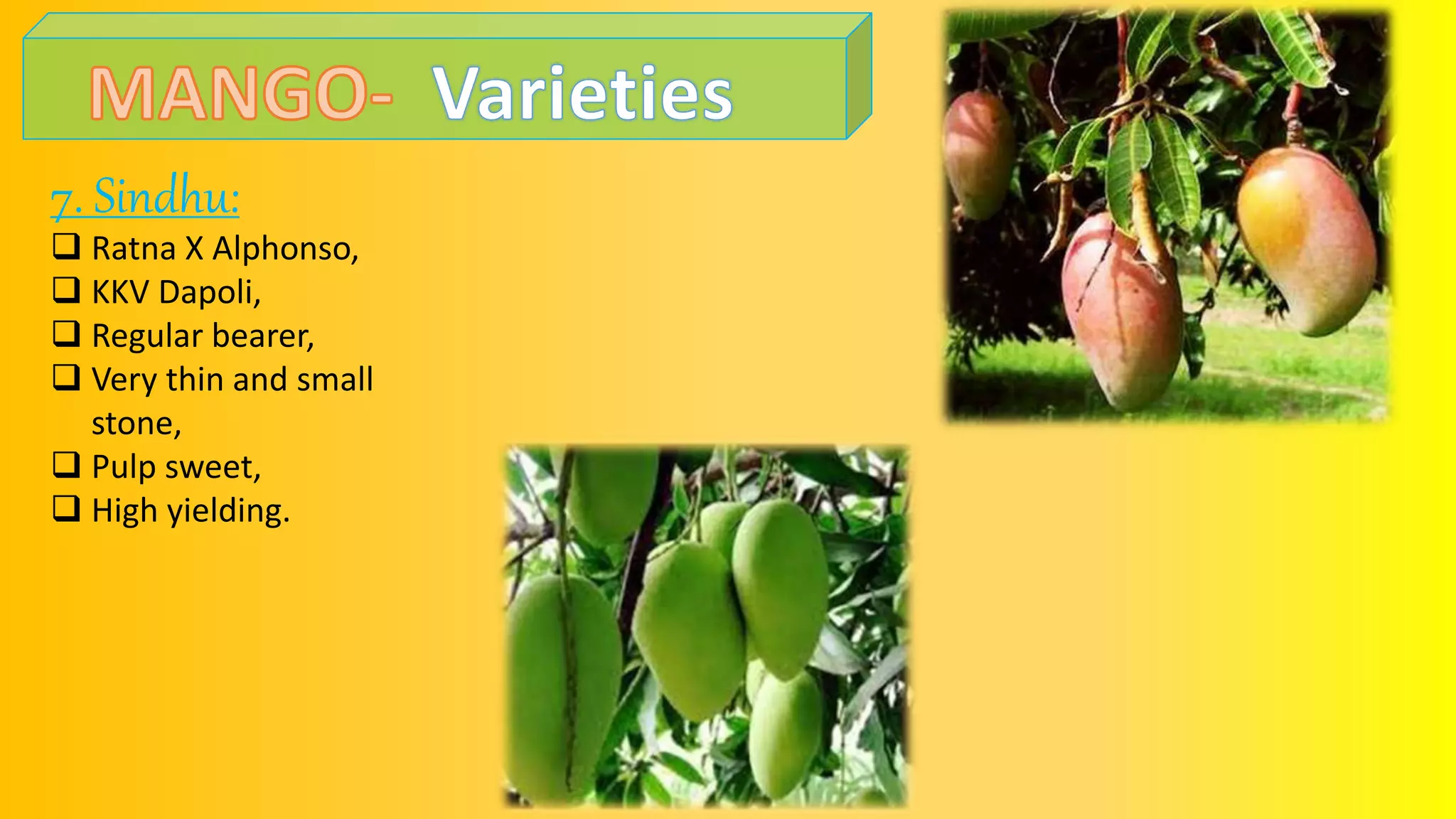 Mango cultivation practices | PPTX