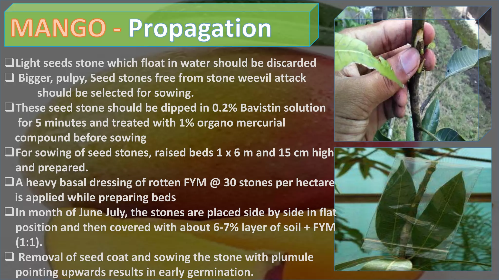 Mango cultivation practices | PPTX