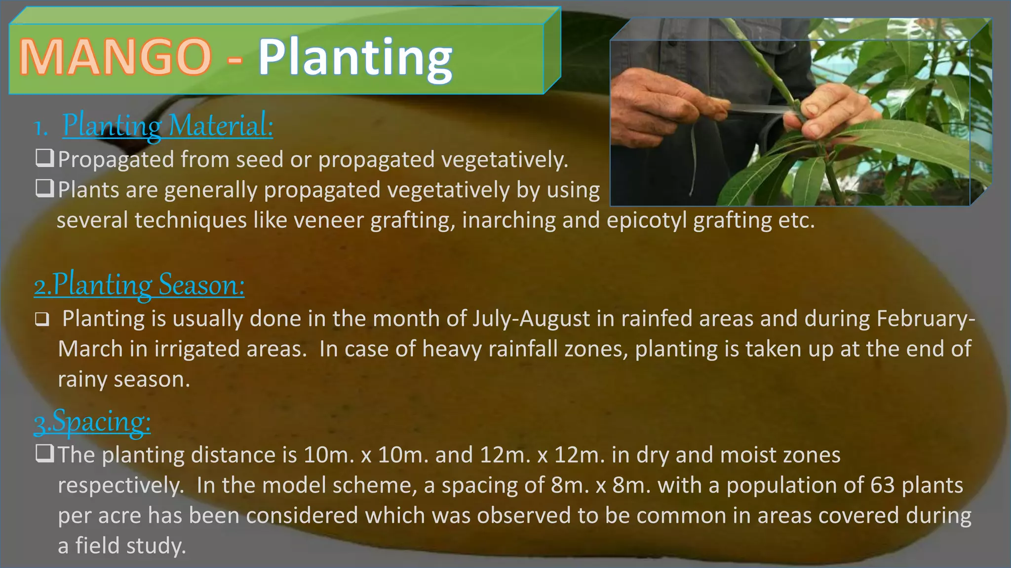 Mango cultivation practices | PPTX