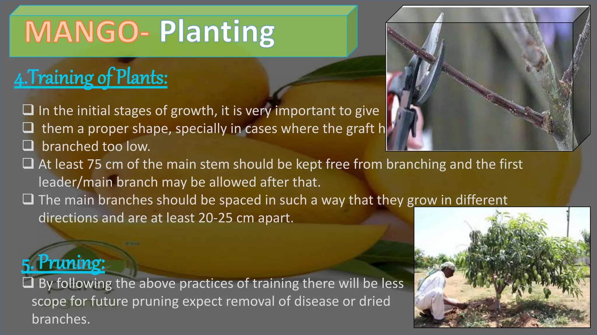 Mango cultivation practices | PPTX