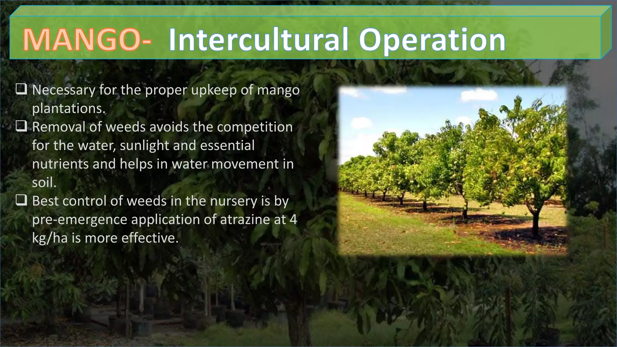 Mango cultivation practices | PPTX